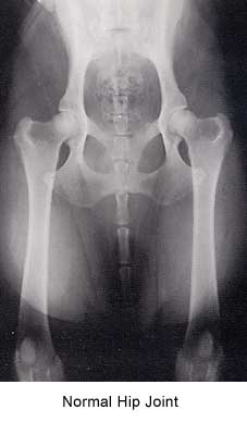 Urban Vets Animal Hospital